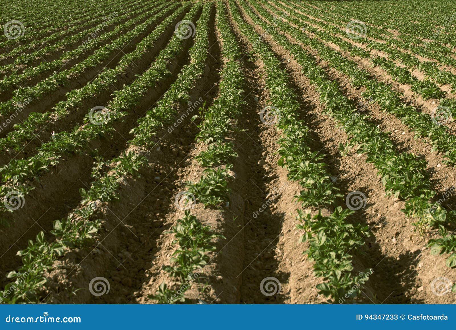 Farm perspective view. stock image. Image of industry - 94347233