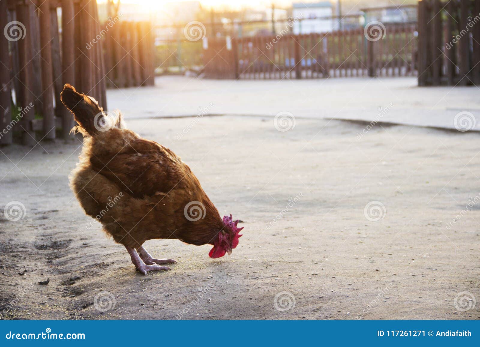 Farm. Photo of Rooster is Pecking Grain in Backyard Stock Image - Image ...
