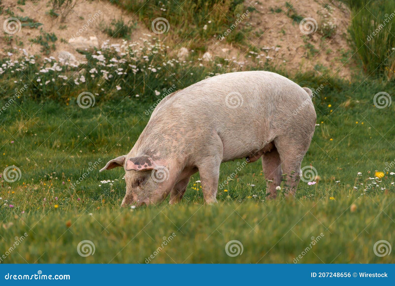 Farm Pig Eating Grass on a Field Stock Photo - Image of meadow, animal ...