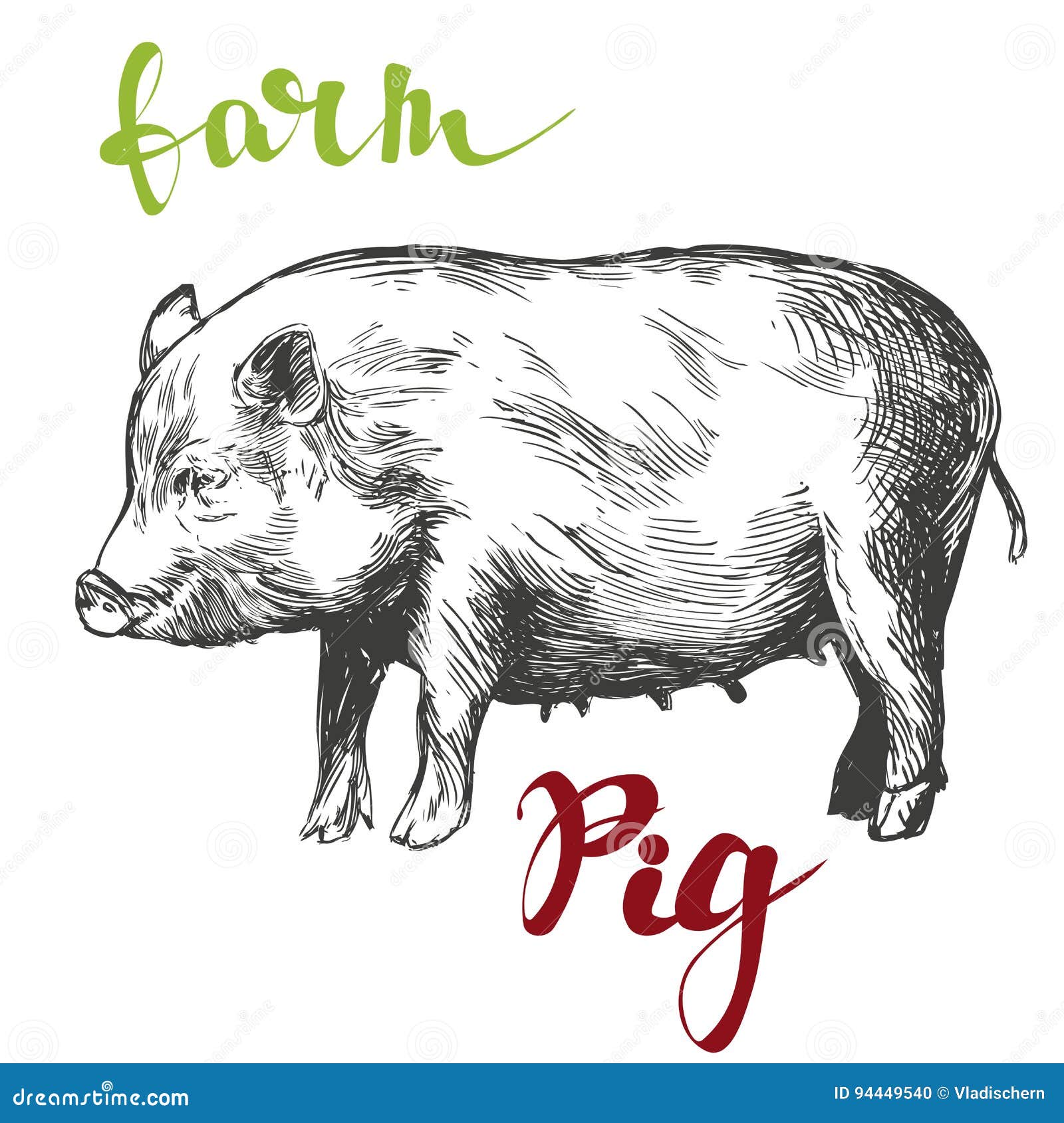 Farm, Pig Hand Drawn Vector Illustration Realistic Sketch Stock Vector ...