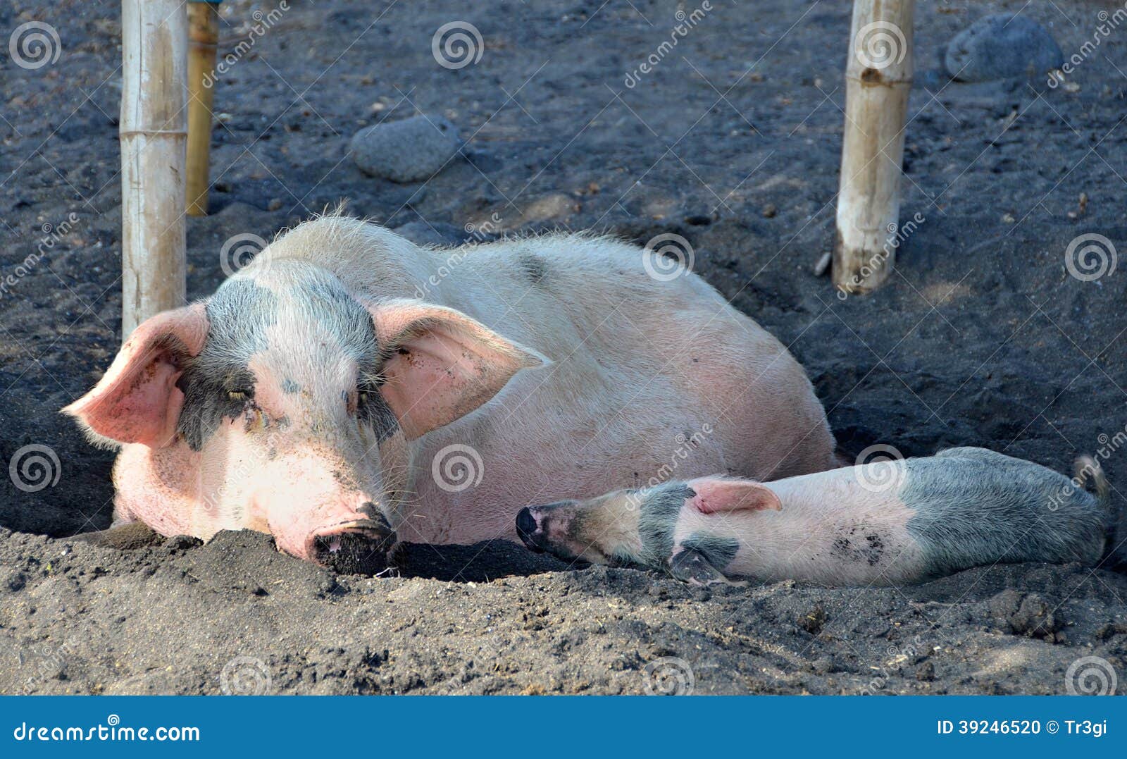 Farm Pig with a Piglet Resting in a Mud Stock Photo - Image of cute ...