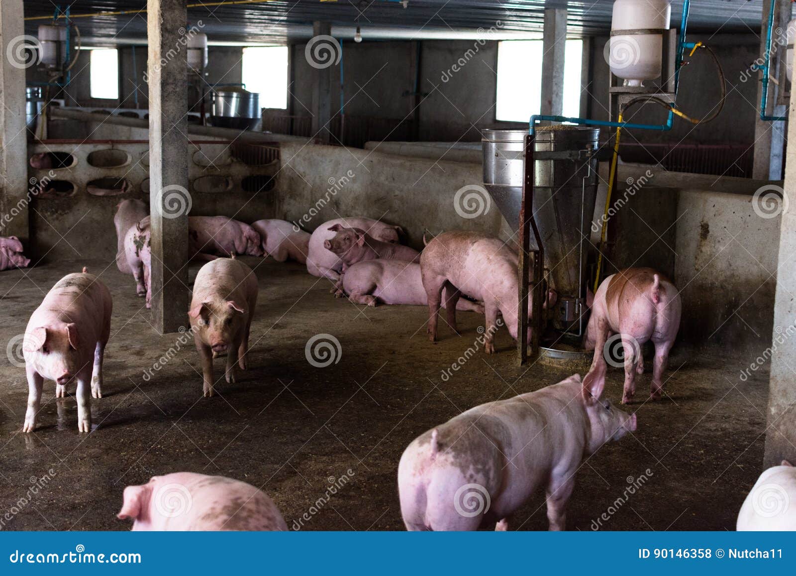 The Farm Pig ,walking in the Sty Stock Photo - Image of grange ...