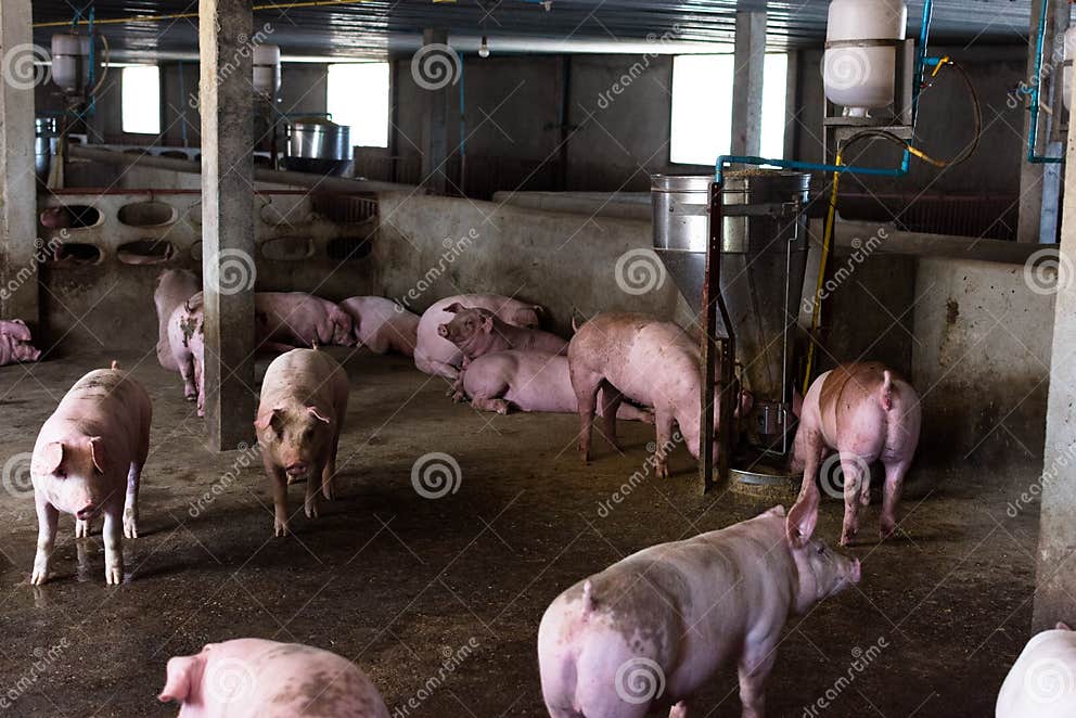 The Farm Pig ,walking in the Sty Stock Photo - Image of grange ...
