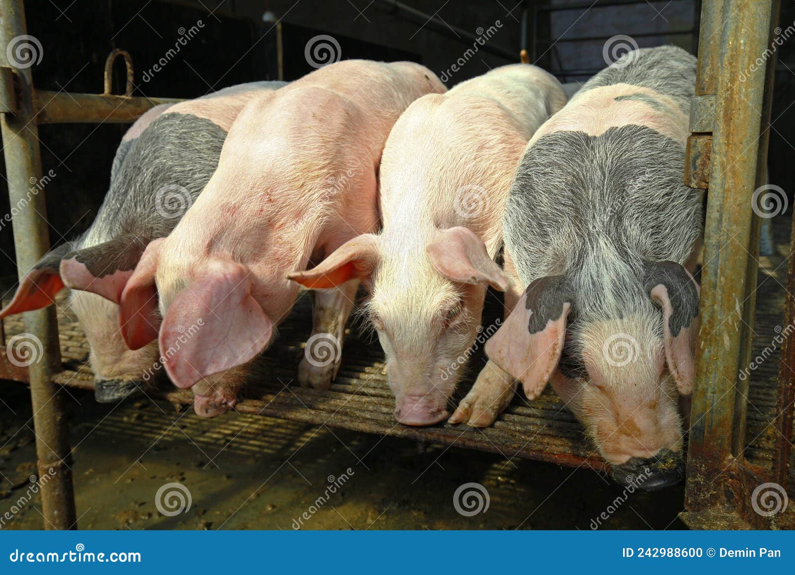 The farm pigs stock photo. Image of asia, home, countryside - 242988600
