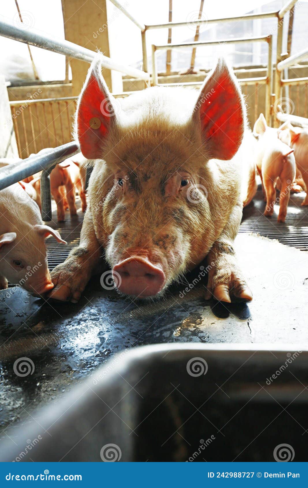 The farm pigs stock image. Image of adults, home, modern - 242988727