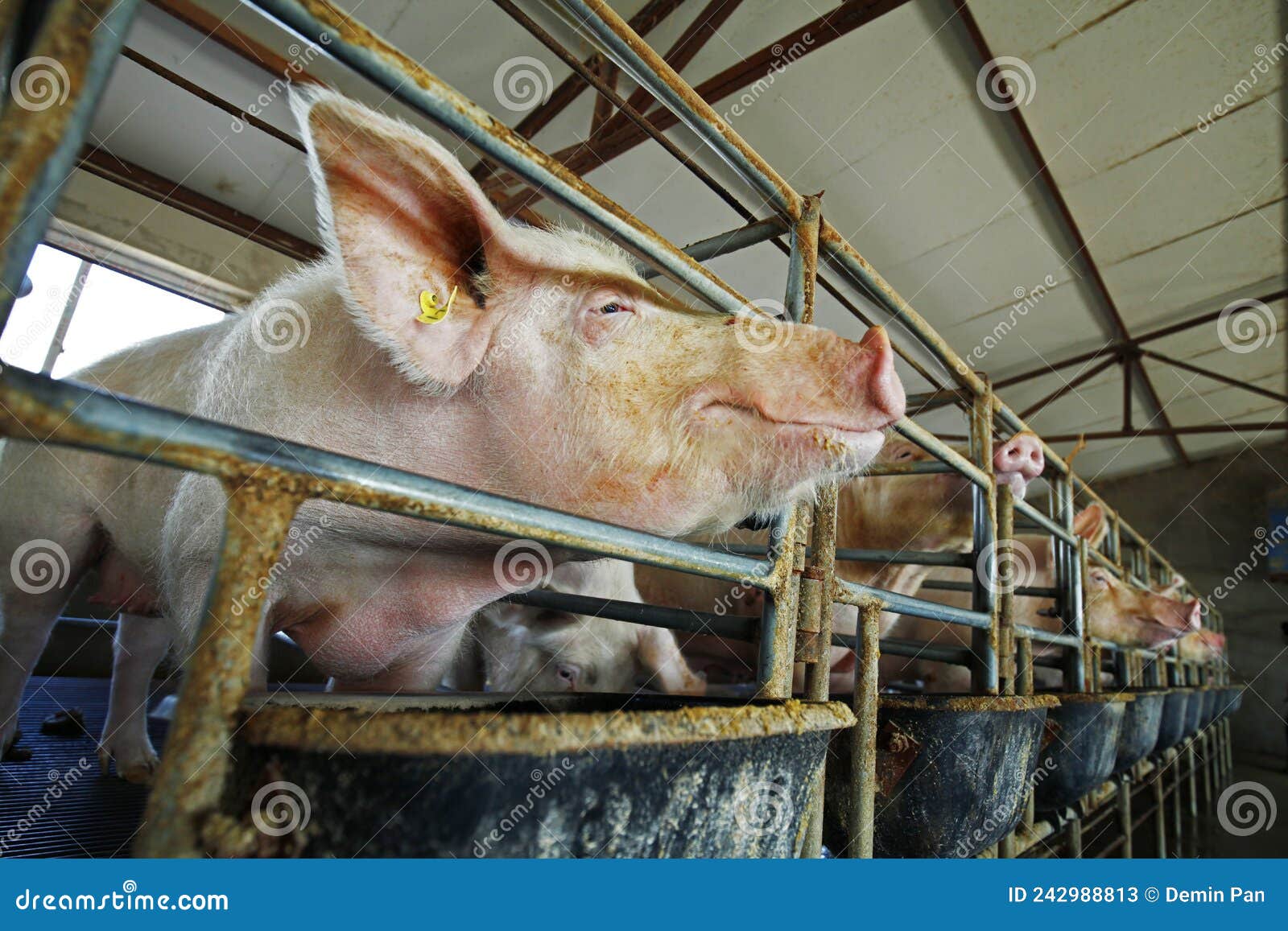 The farm pigs stock image. Image of seed, countryside - 242988813