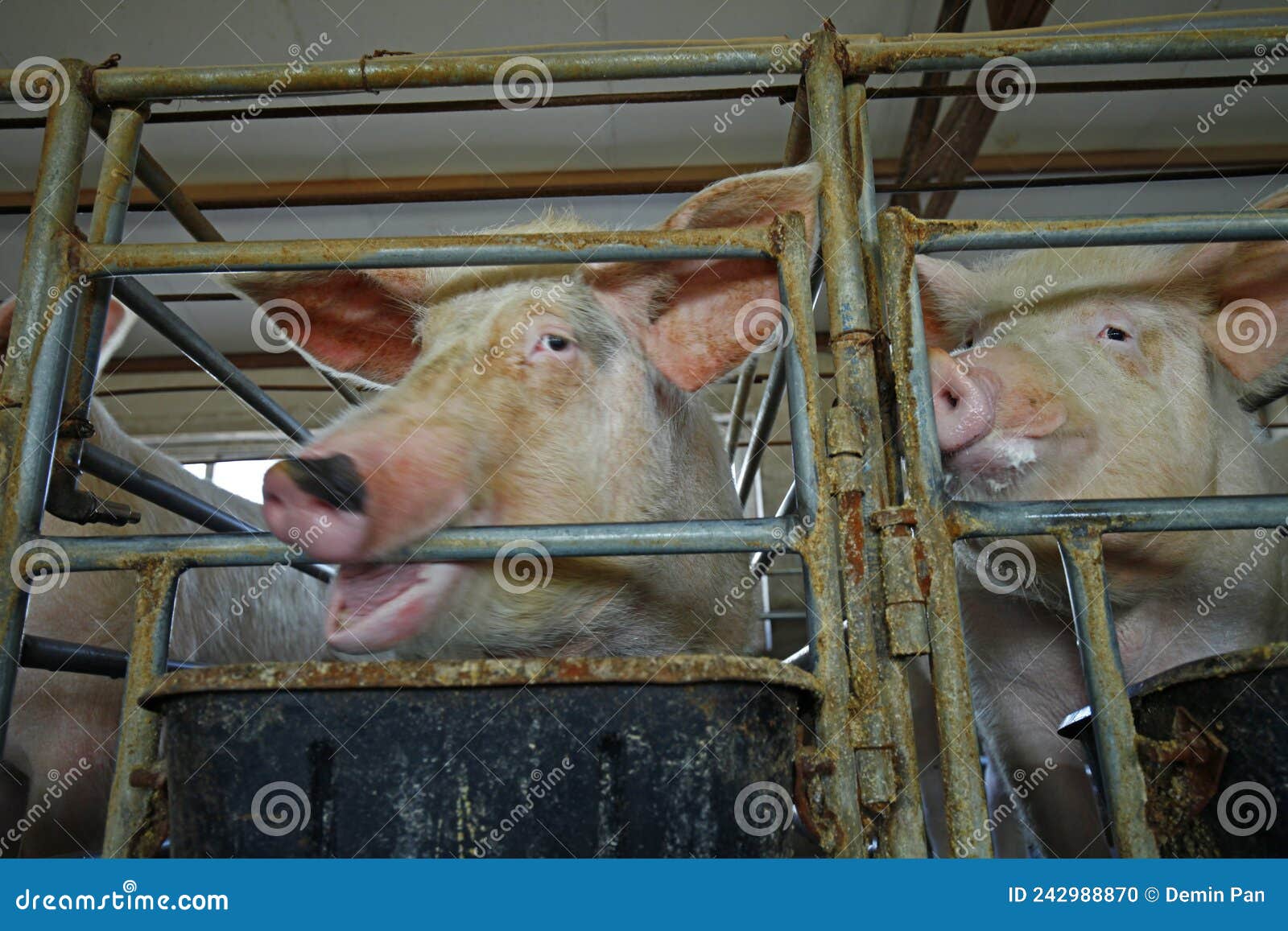 The farm pigs stock photo. Image of seed, cultivation - 242988870