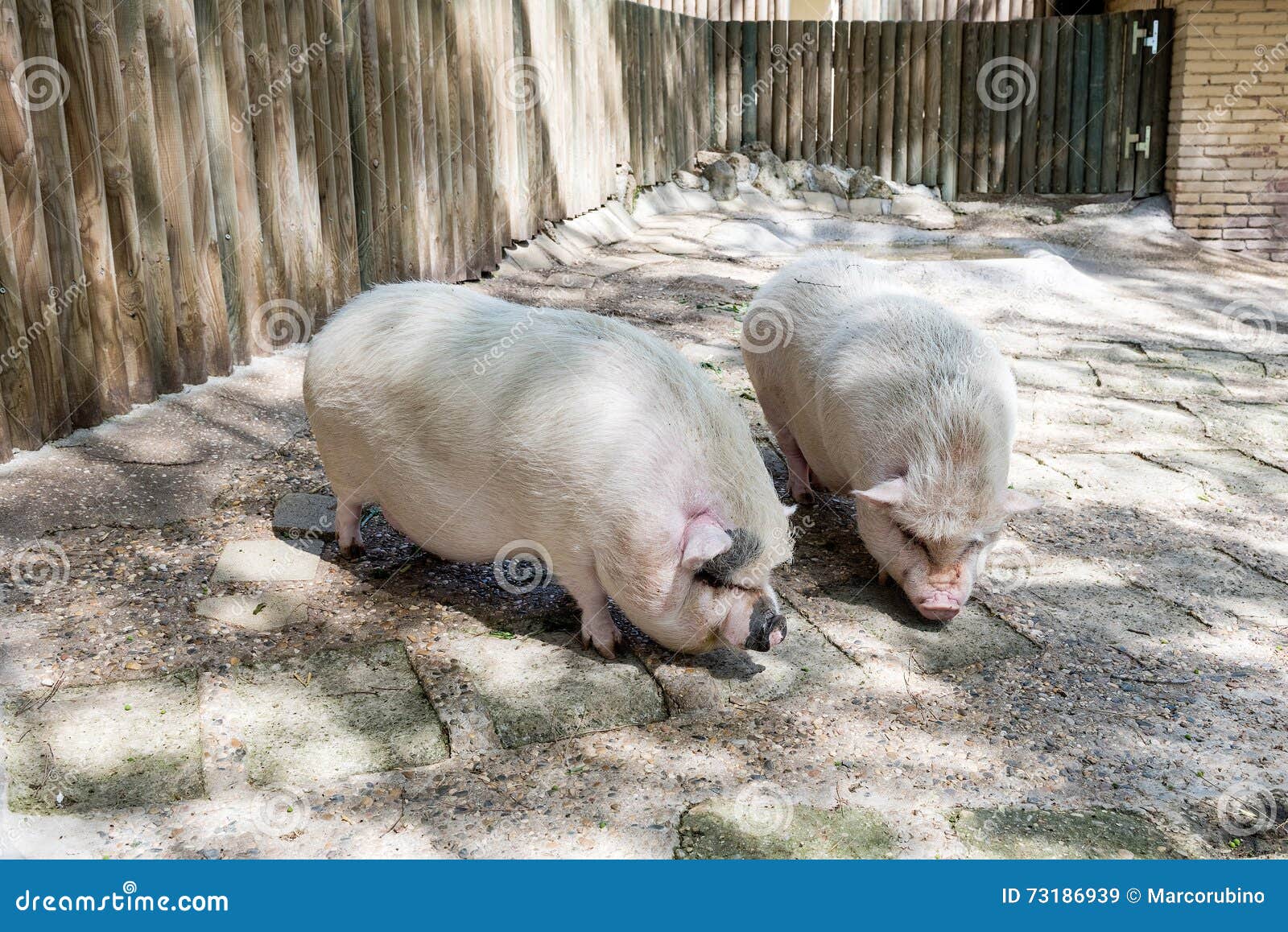 Farm pigs stock image. Image of meal, farm, baby, rural - 73186939