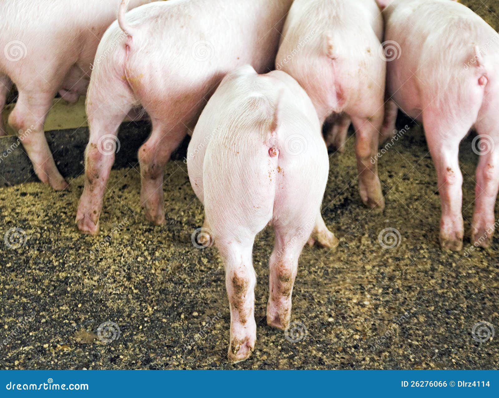 Farm Pigs Rears stock photo. Image of breed, corporation - 26276066