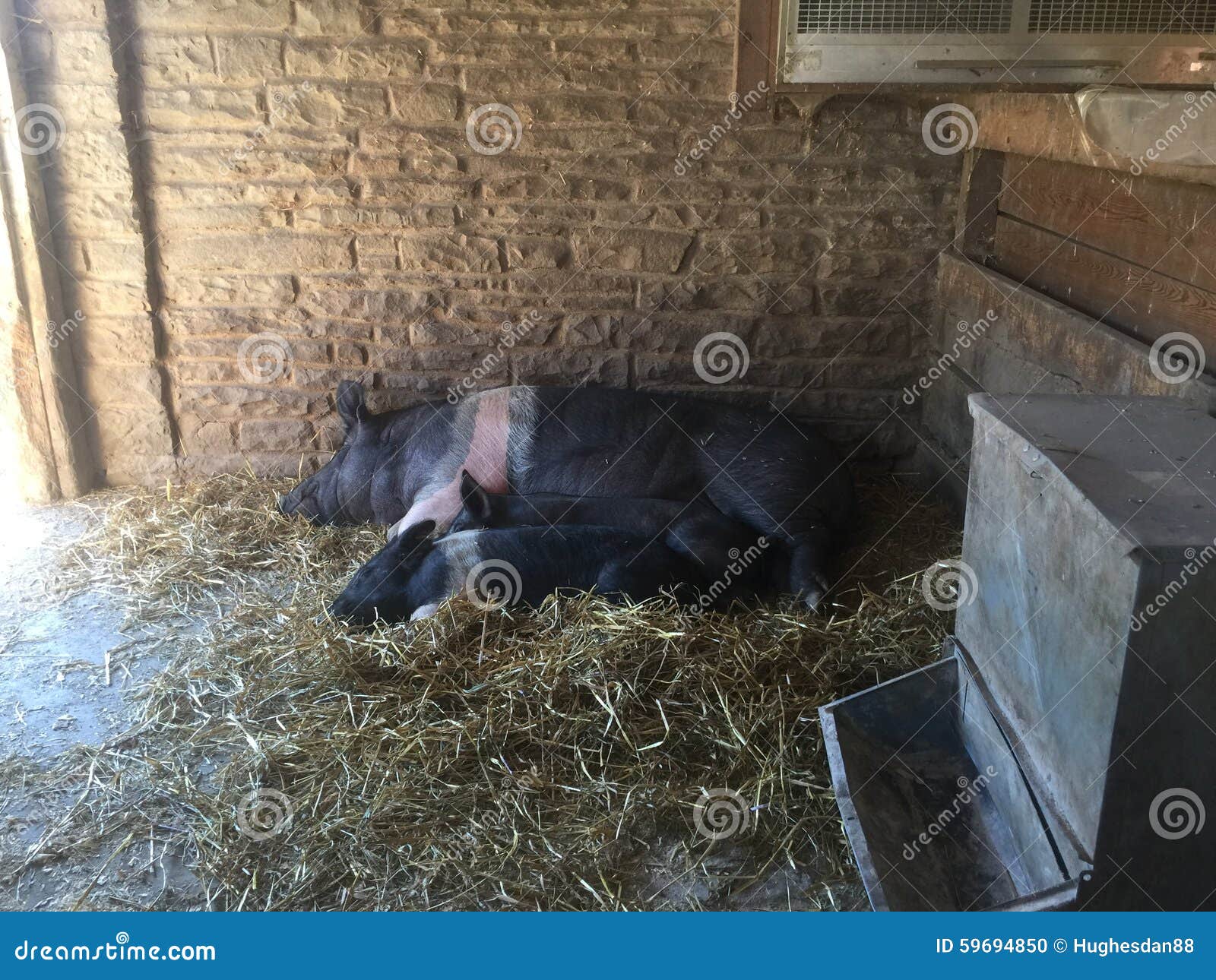 Farm pigs sleeping stock photo. Image of farm, animal - 59694850
