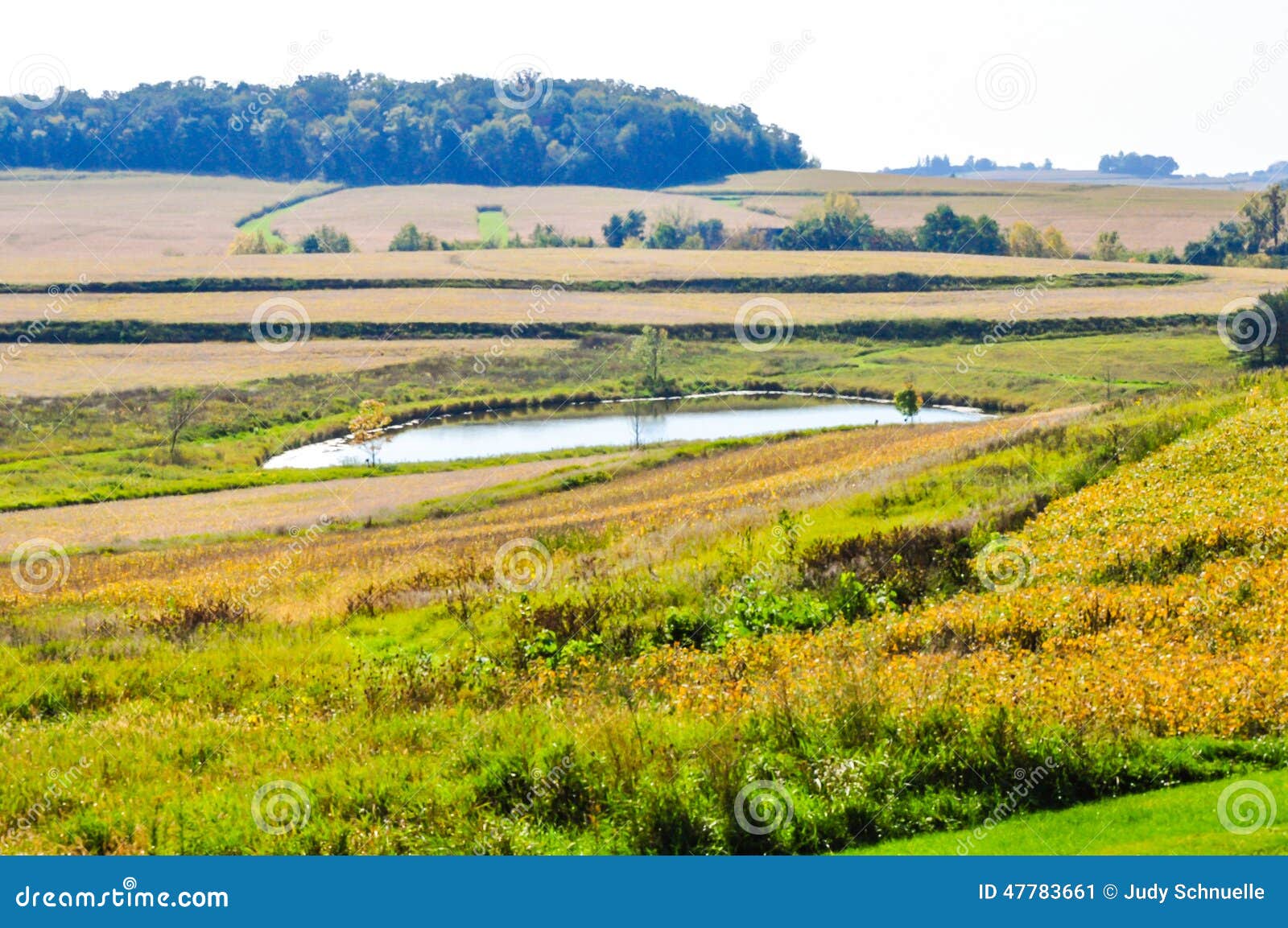 Farm Pond in Country stock image. Image of fields, nature - 47783661