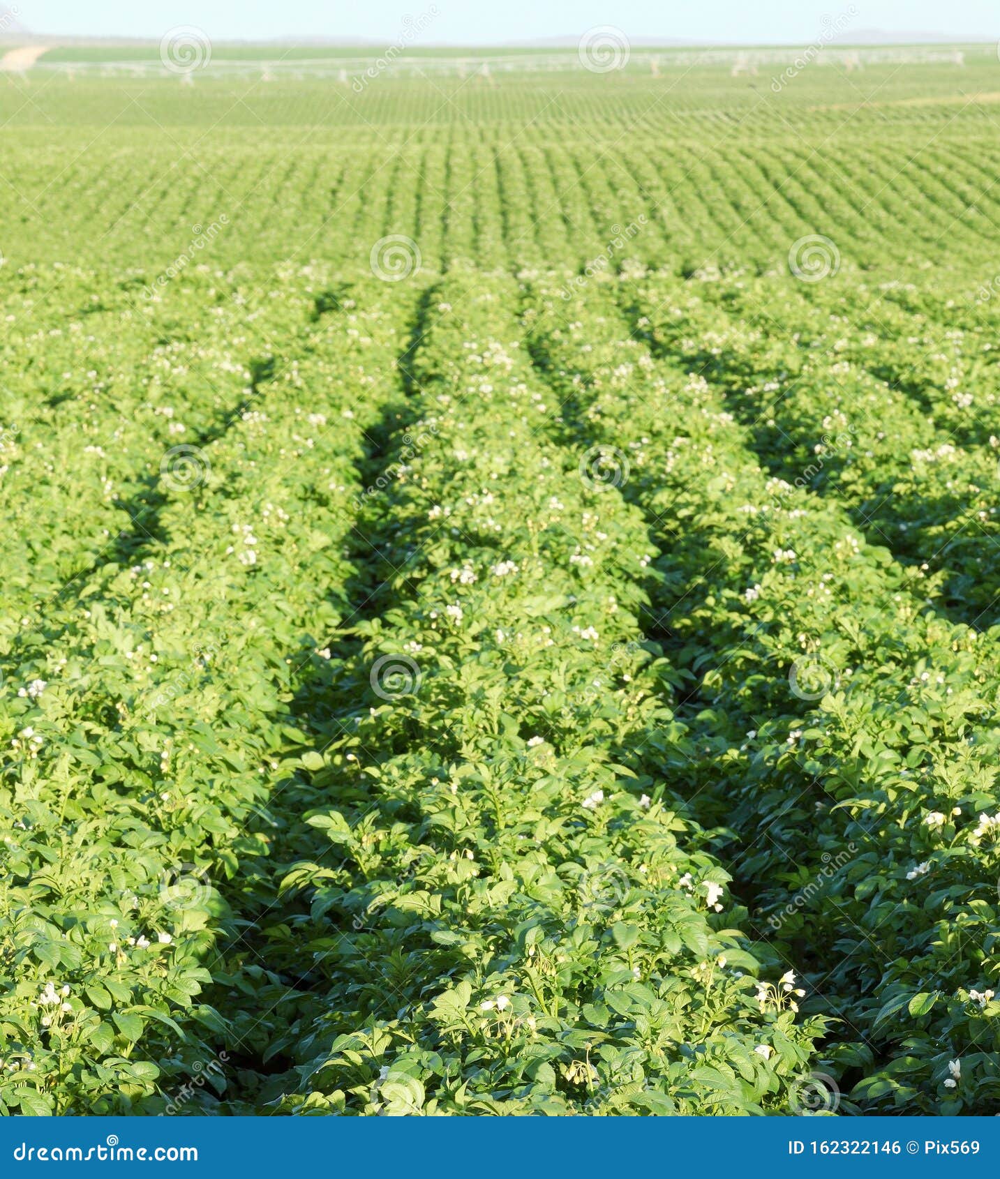 A Farm Field Growing Idaho Potatoes. Stock Photo - Image of furrows ...