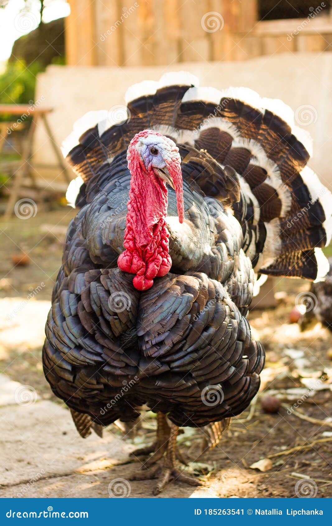 Farm Poultry, Turkey is Very Big and Bright Stock Image - Image of ...