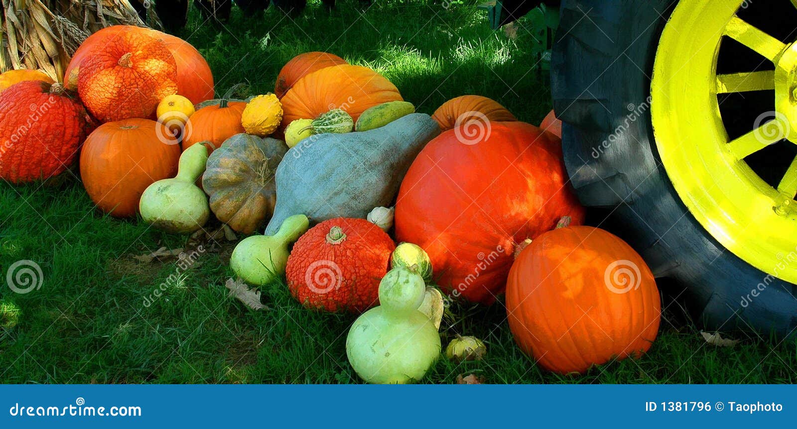 Farm produce stock photo. Image of produce, wood, grass - 1381796