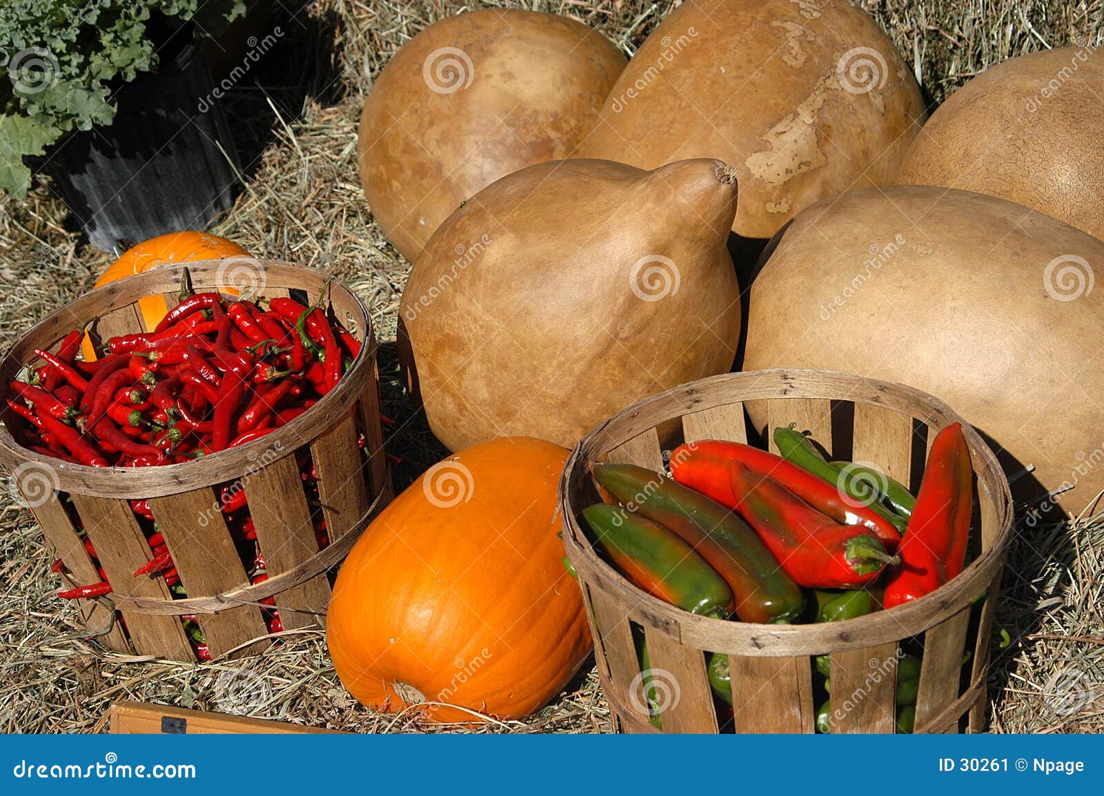 Farm Produce stock image. Image of pumpkins, virgina, vetgetable - 30261