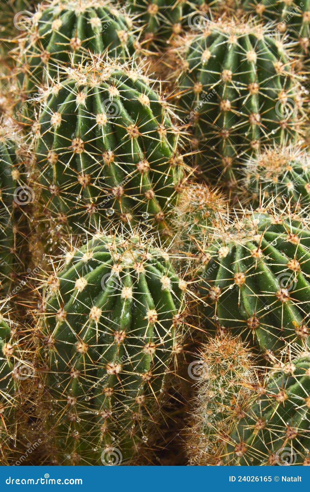 Farm Producing a Wealth of Cactus Species Stock Image - Image of farm ...