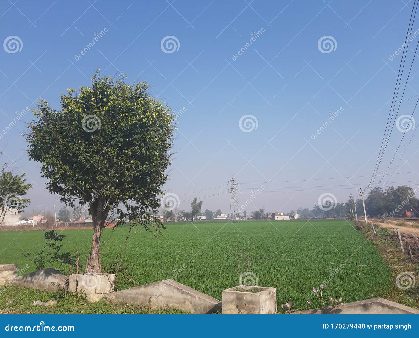 Farm Punjab India Greenery Green Stock Photo - Image of green, india ...