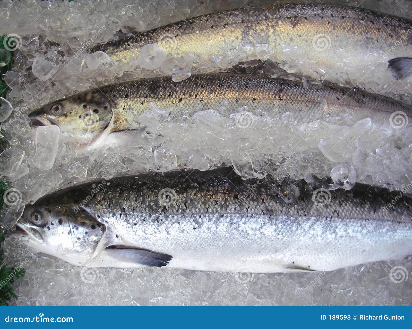 Farm Raised Salmon stock image. Image of salmon, cuisine - 189593
