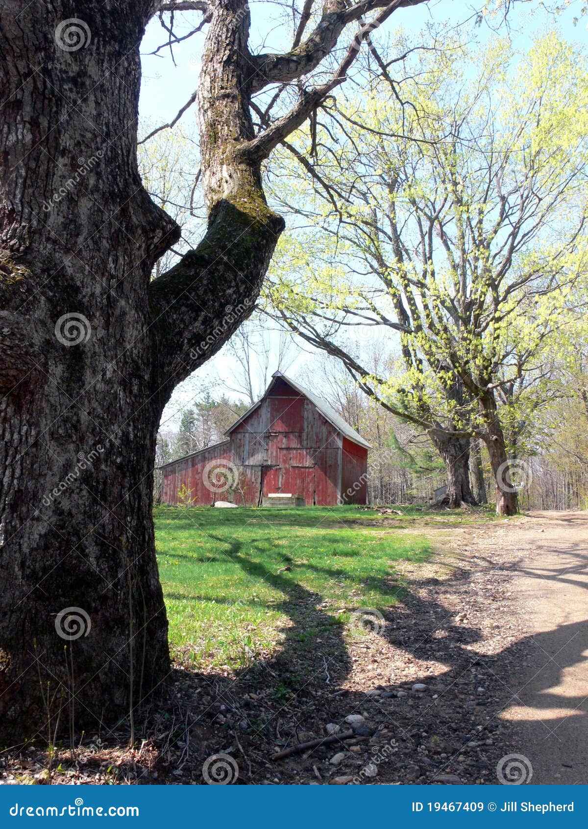 Farm: Red Barn with Spring Maples Stock Image - Image of lane, shadows ...