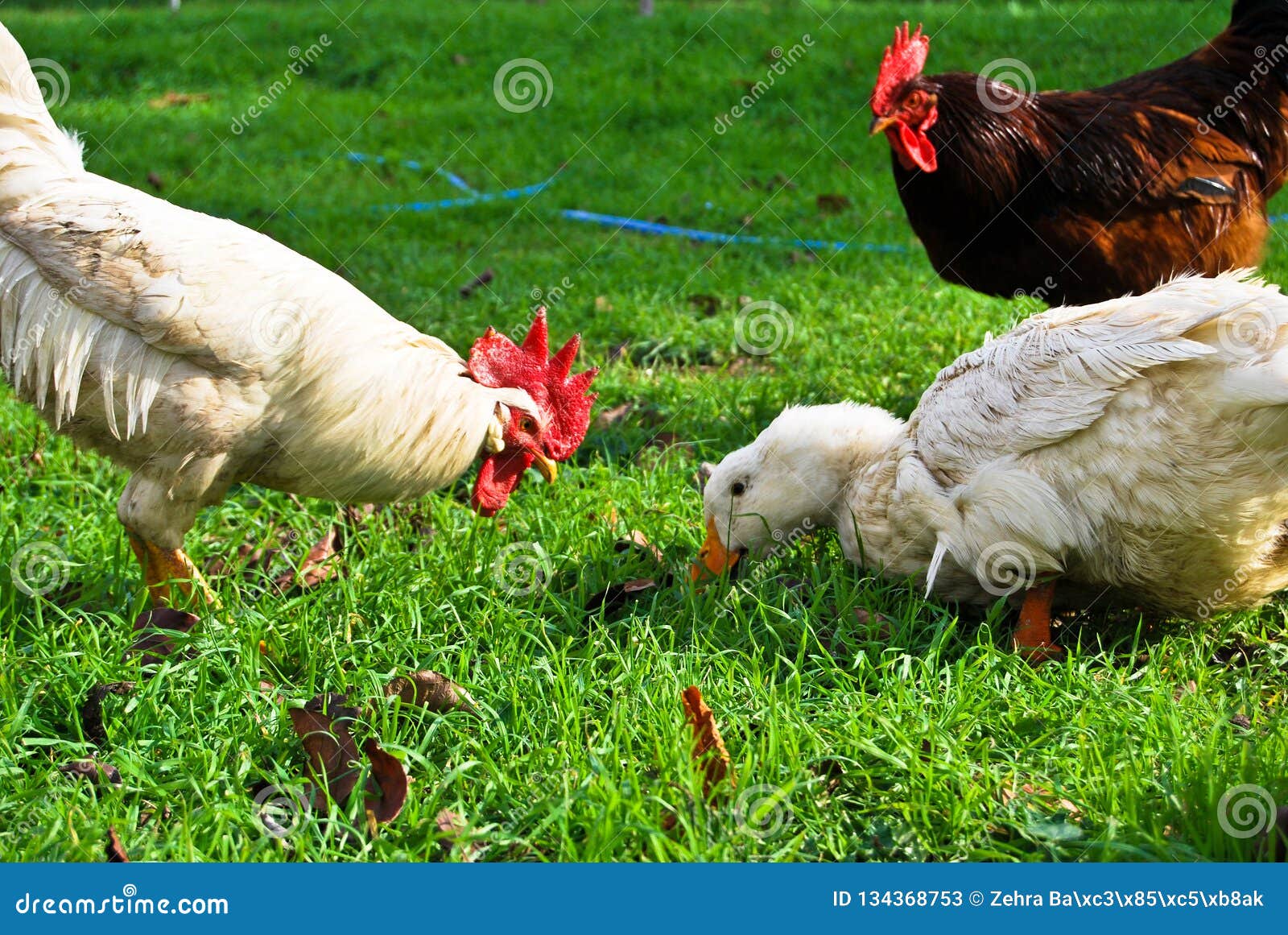 Red, White Rooster and White Duck Stock Image - Image of geese, farming ...