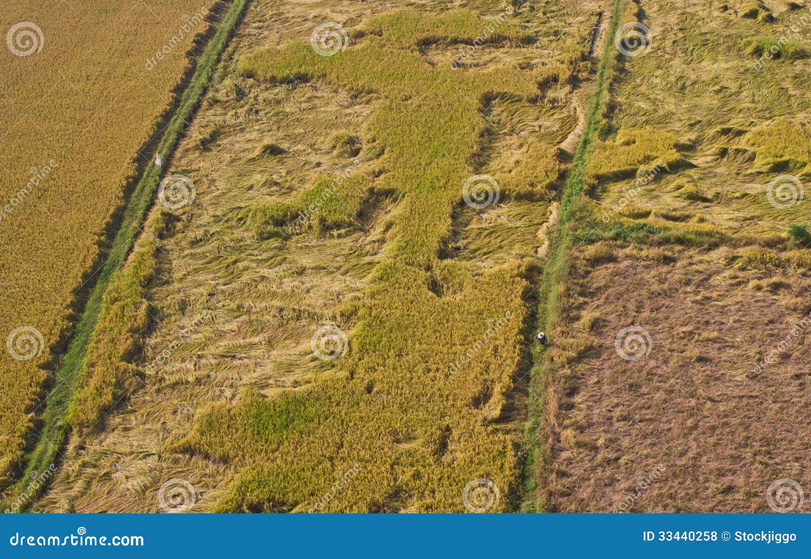Farm Rice with Farmer High View Stock Photo - Image of field, farm ...