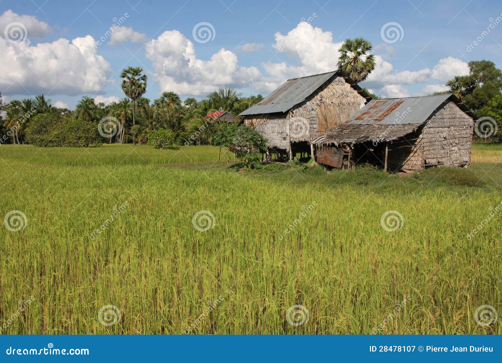 Farm and Rice Fields in Cambodia Stock Image - Image of travel, field ...