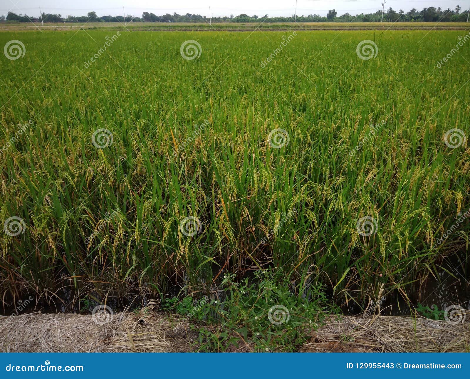 Farm stock image. Image of rice, farm, agriculture, plants - 129955443
