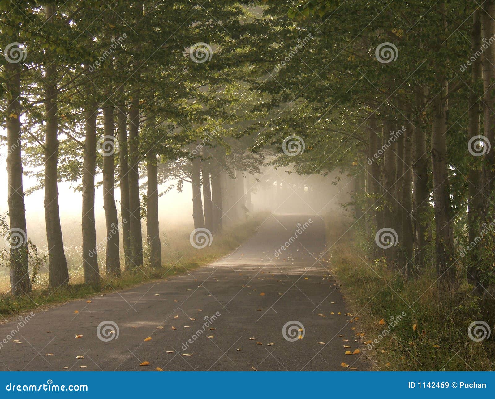 Farm road stock image. Image of road, farm, stones, lighting - 1142469