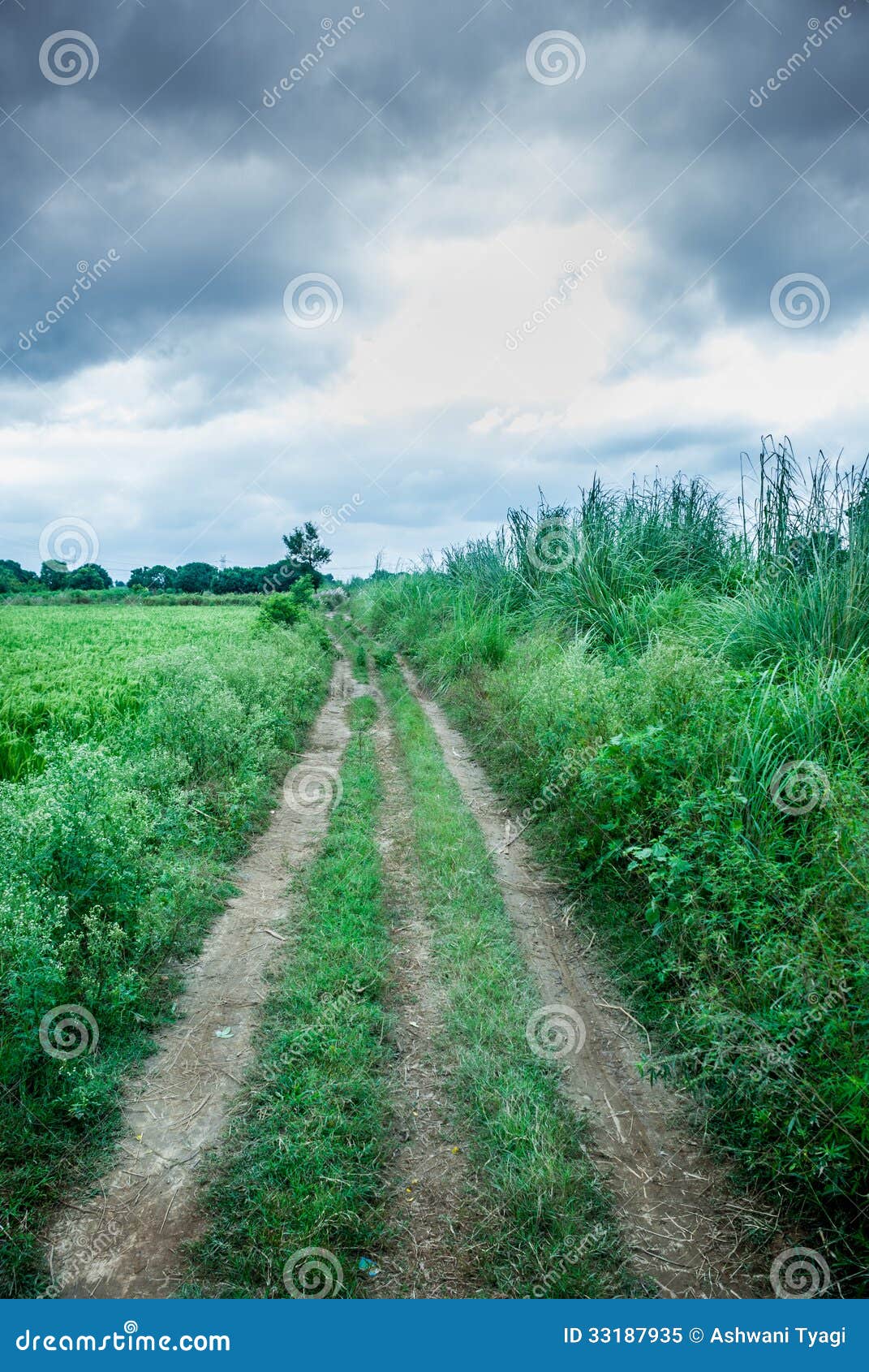 Farm road stock image. Image of tree, gray, road, nature - 33187935