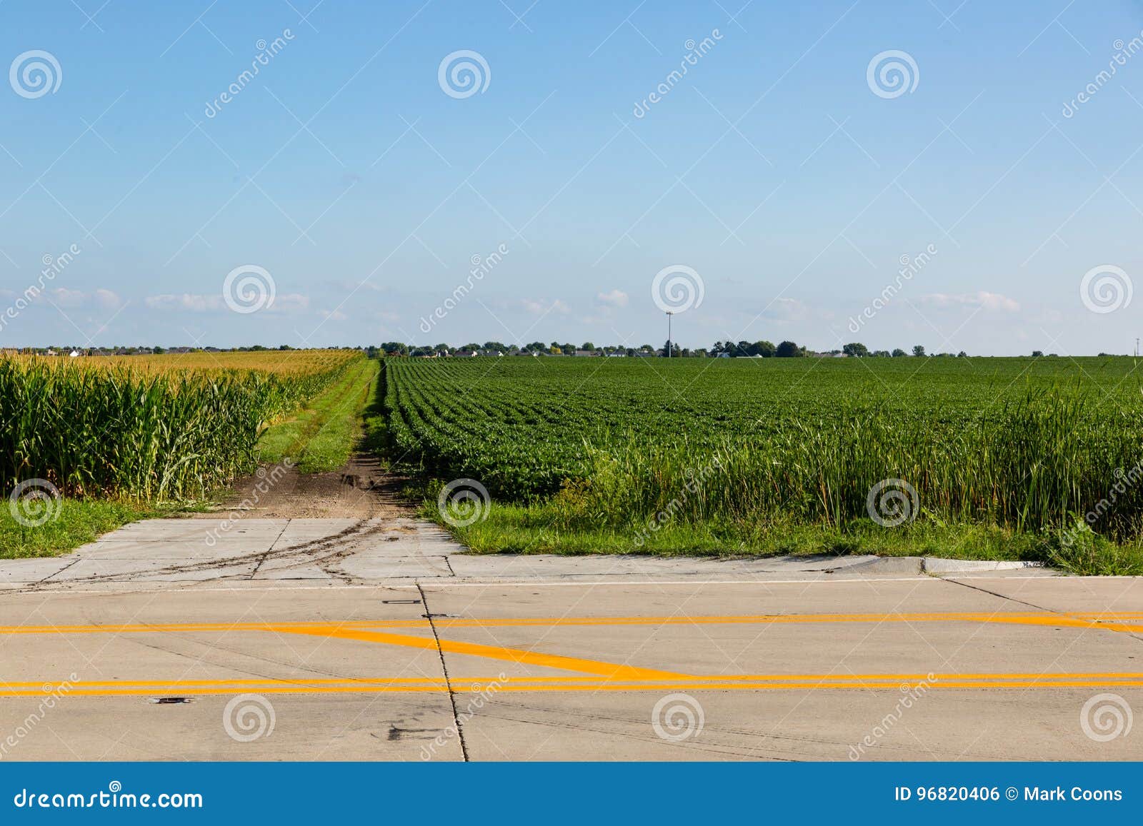 Farm Road Separates the Corn Field from the Soybean Field Stock Photo ...