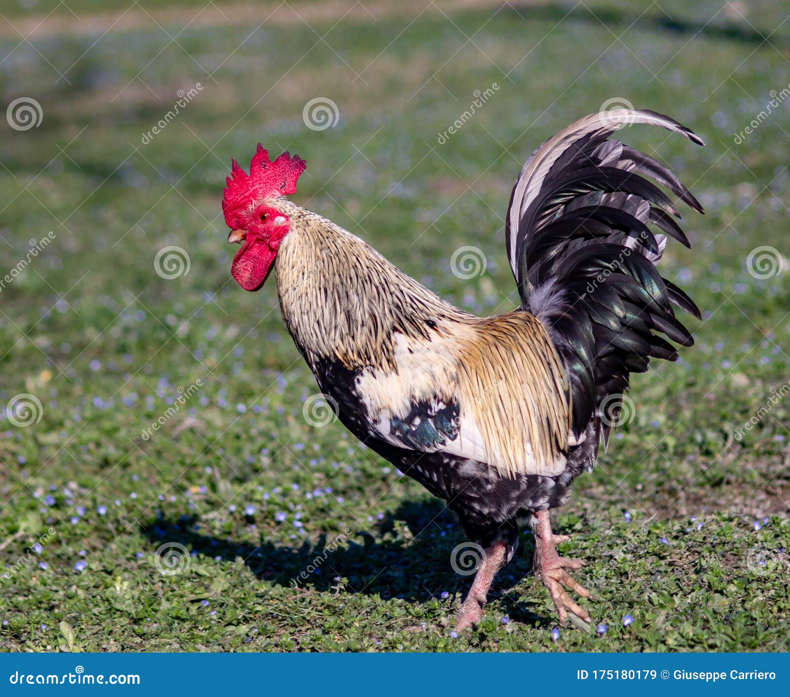 Farm Rooster with Its Beautiful Red Crest. Stock Image - Image of ...