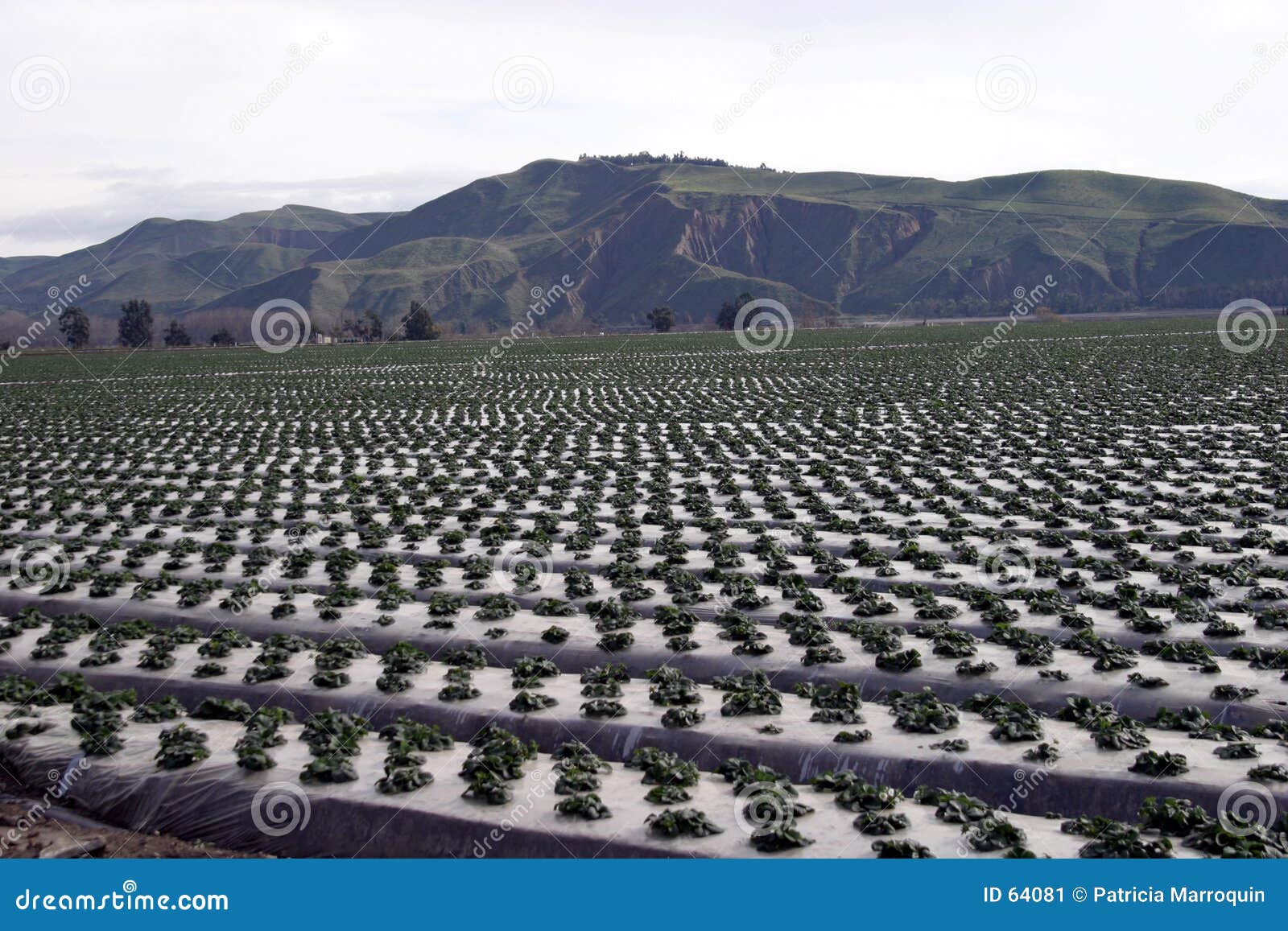 Farm Rows stock image. Image of farmland, freeze, mountain - 64081