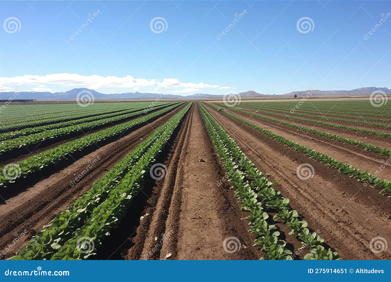 Farm, with Rows of Crops Growing in the Sun Stock Illustration ...