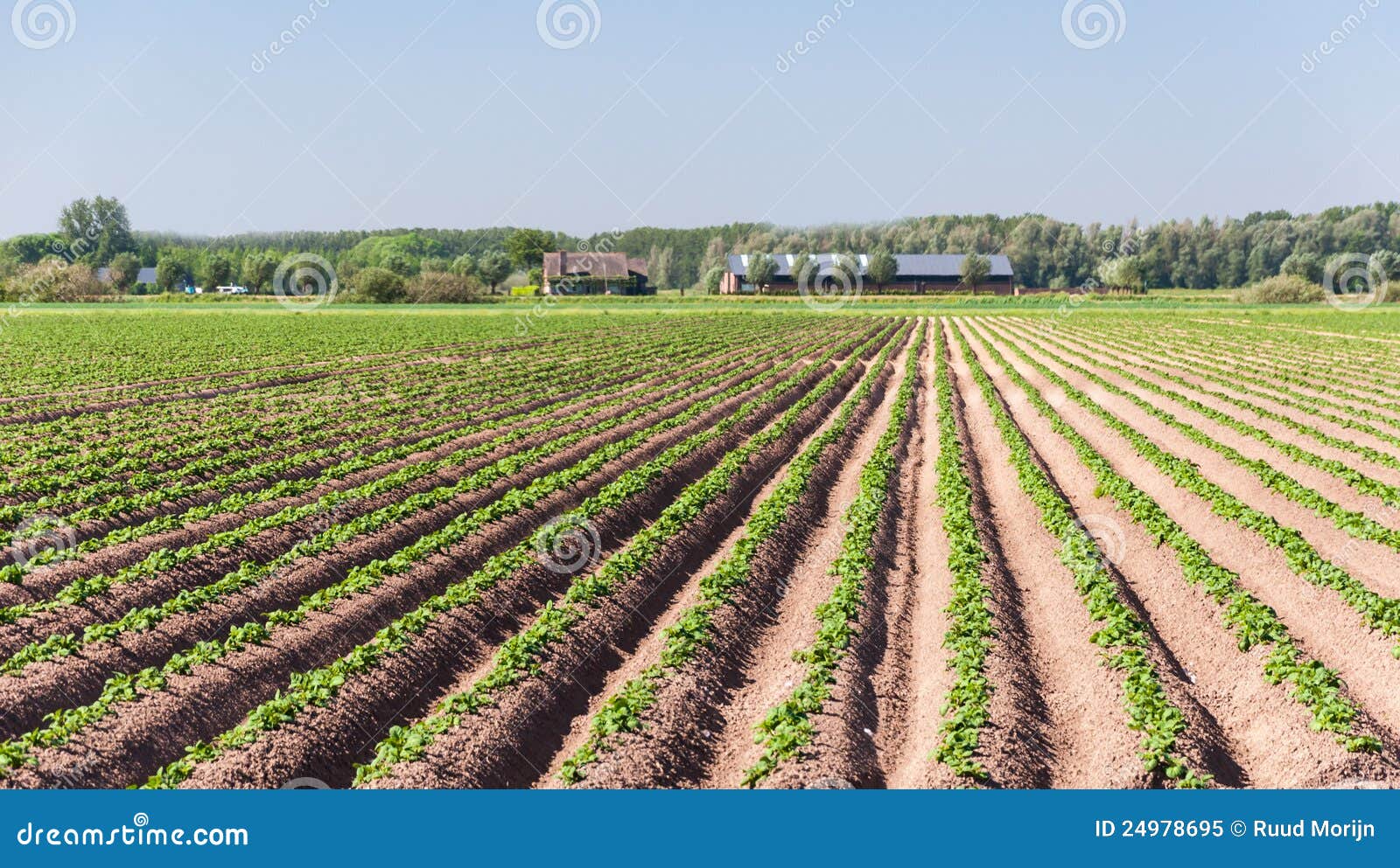 Farm and Rows of Potato Plants Stock Image - Image of land, garden ...