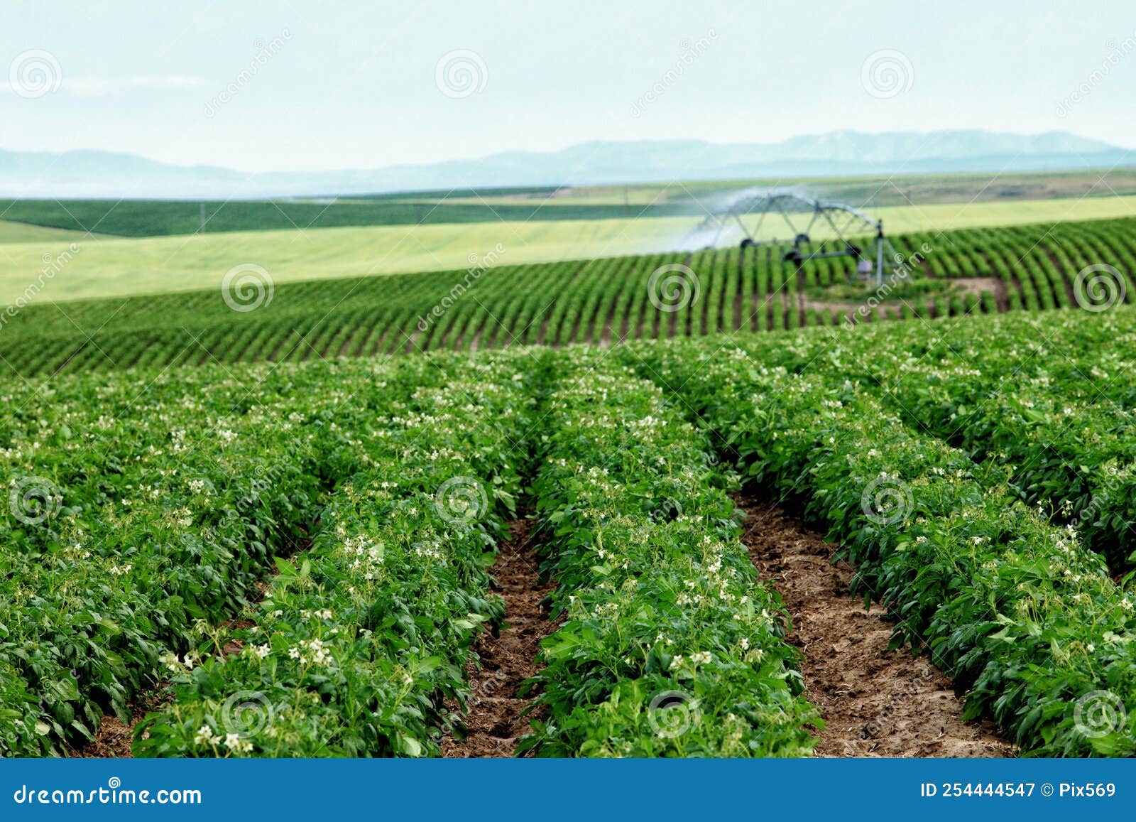 Potatoes Growing on an Idaho Farm Stock Image - Image of work, working ...