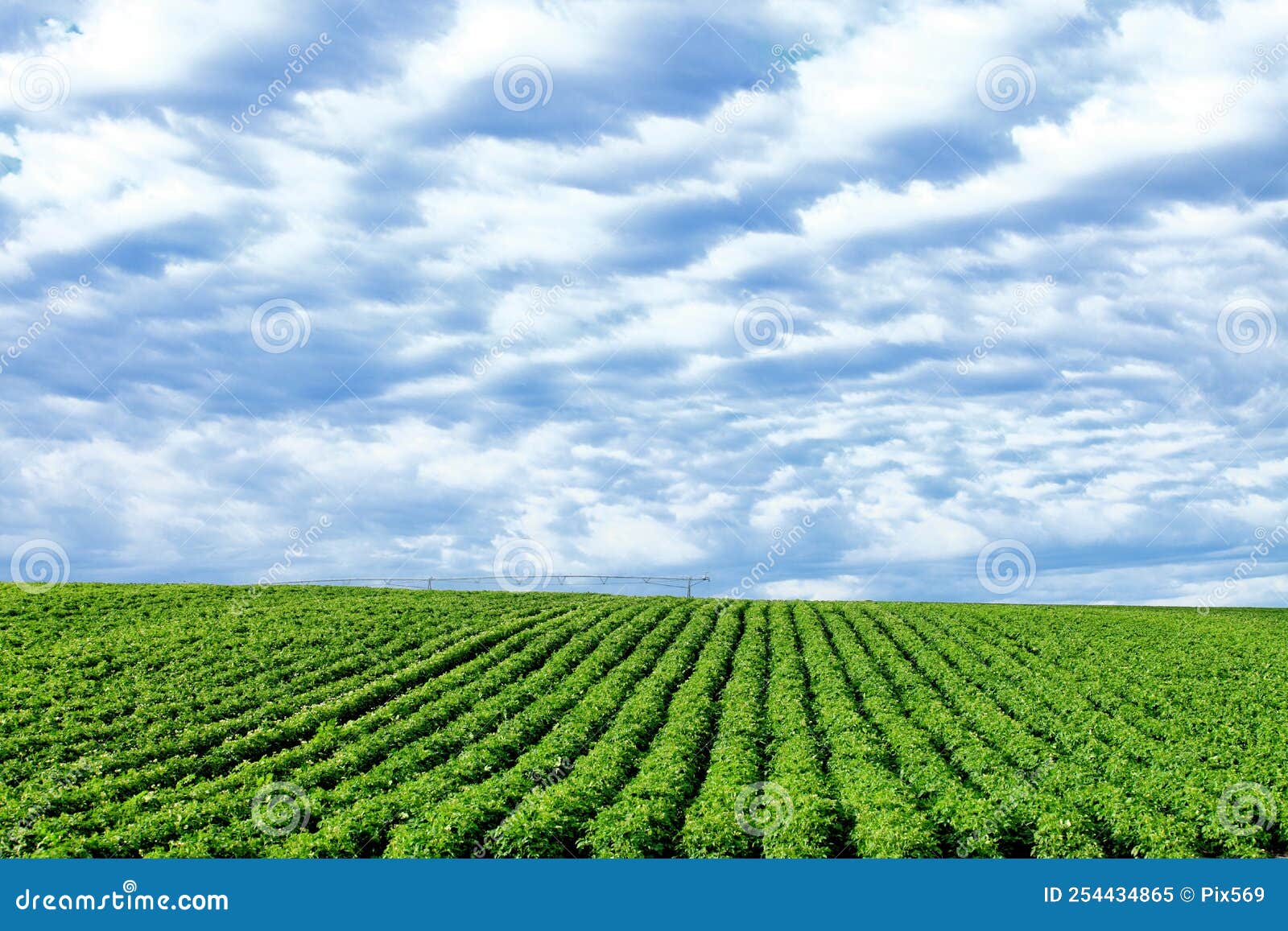 Rows of Potato Plants in an Idaho Potato Farm Stock Image - Image of ...