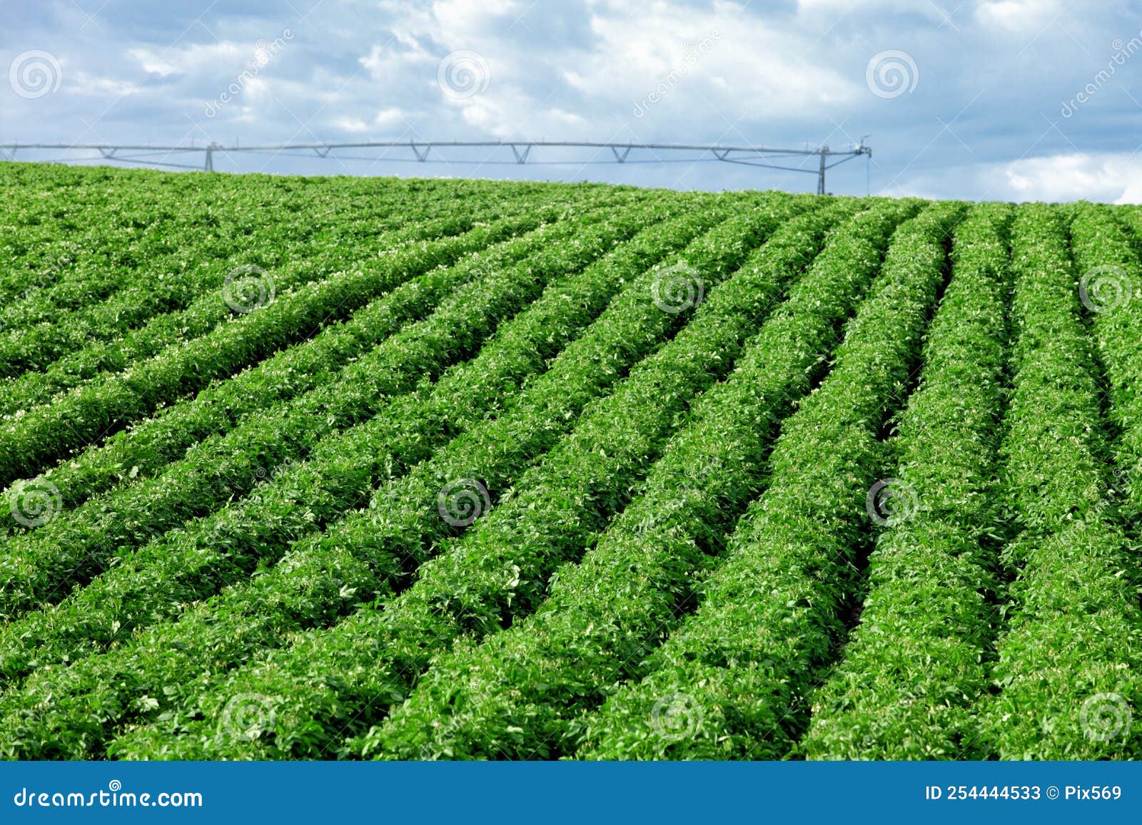 Rows of Potato Plants in an Idaho Potato Farm Stock Image - Image of ...