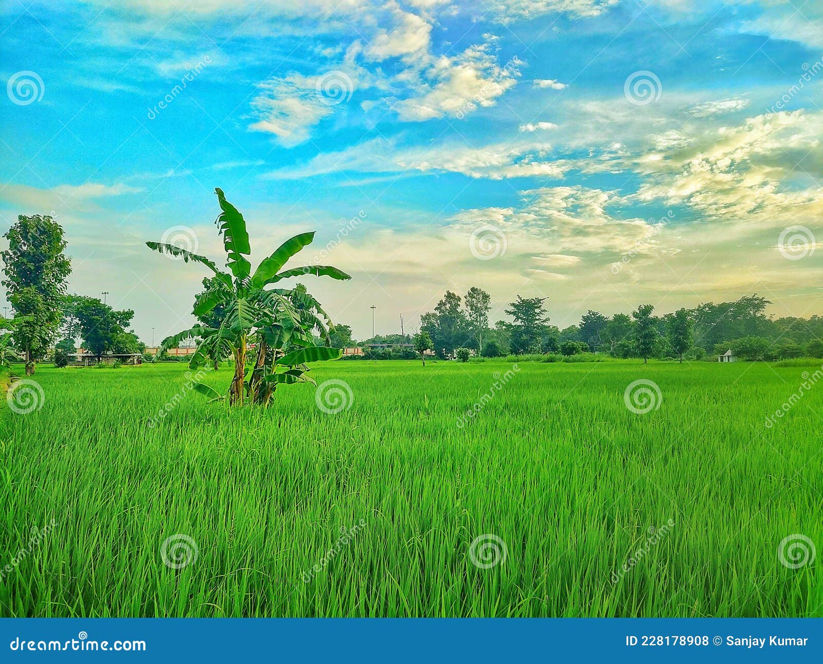 Farm in Rural India stock photo. Image of india, tree - 228178908