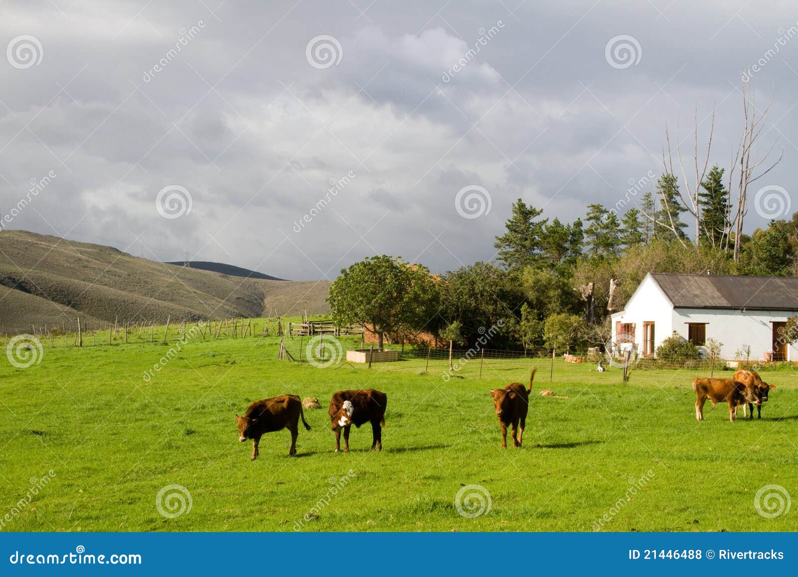 Farm Rural Landscape with Hereford Cows and House Stock Photo - Image ...