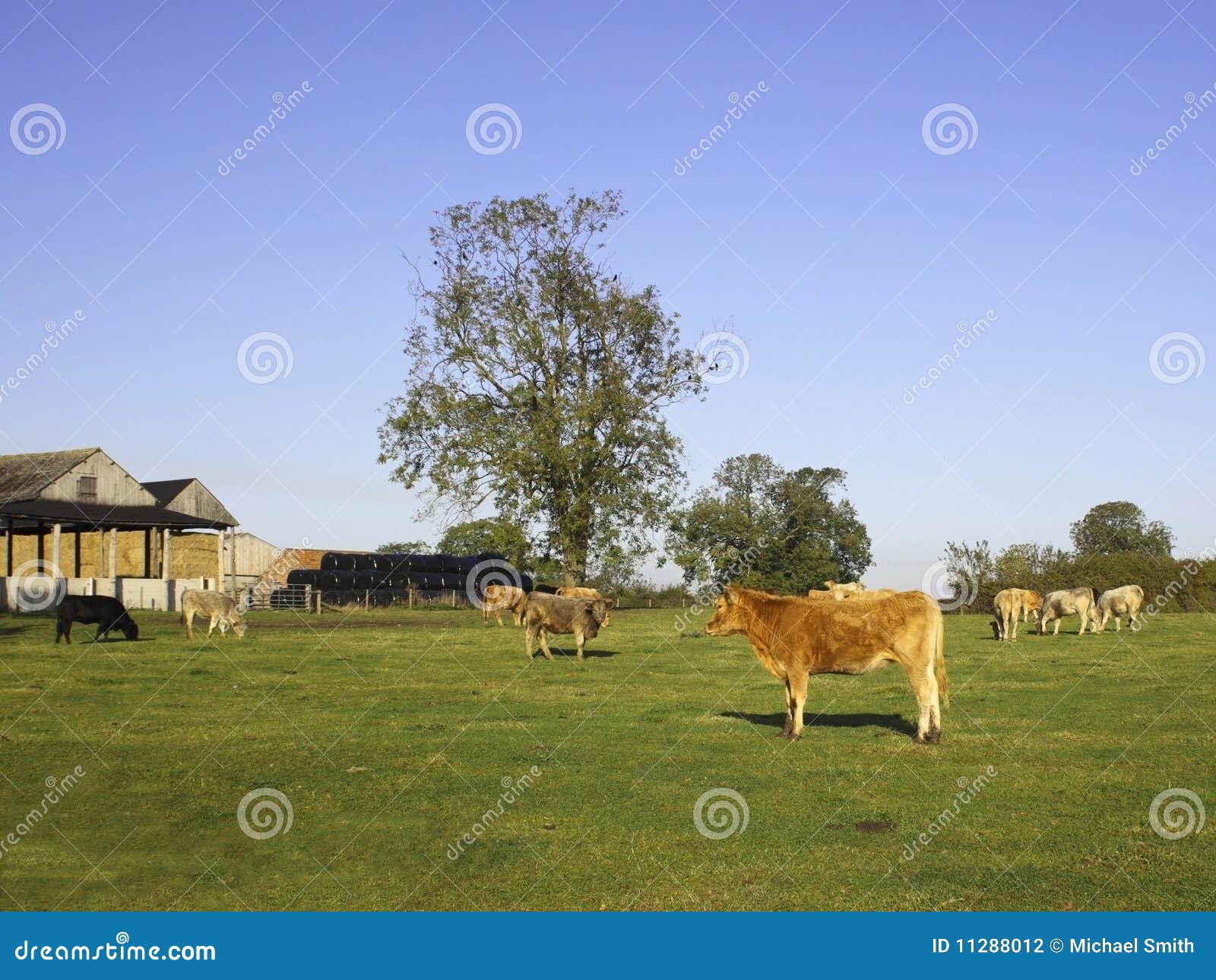 Farm scene stock photo. Image of meadow, animals, trees - 11288012