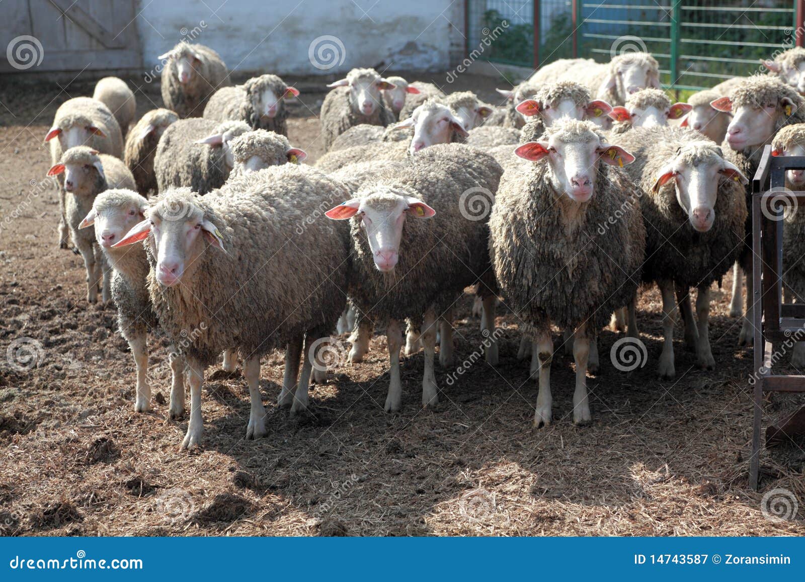 Farm scene stock image. Image of lamb, field, farm, sheeps - 14743587