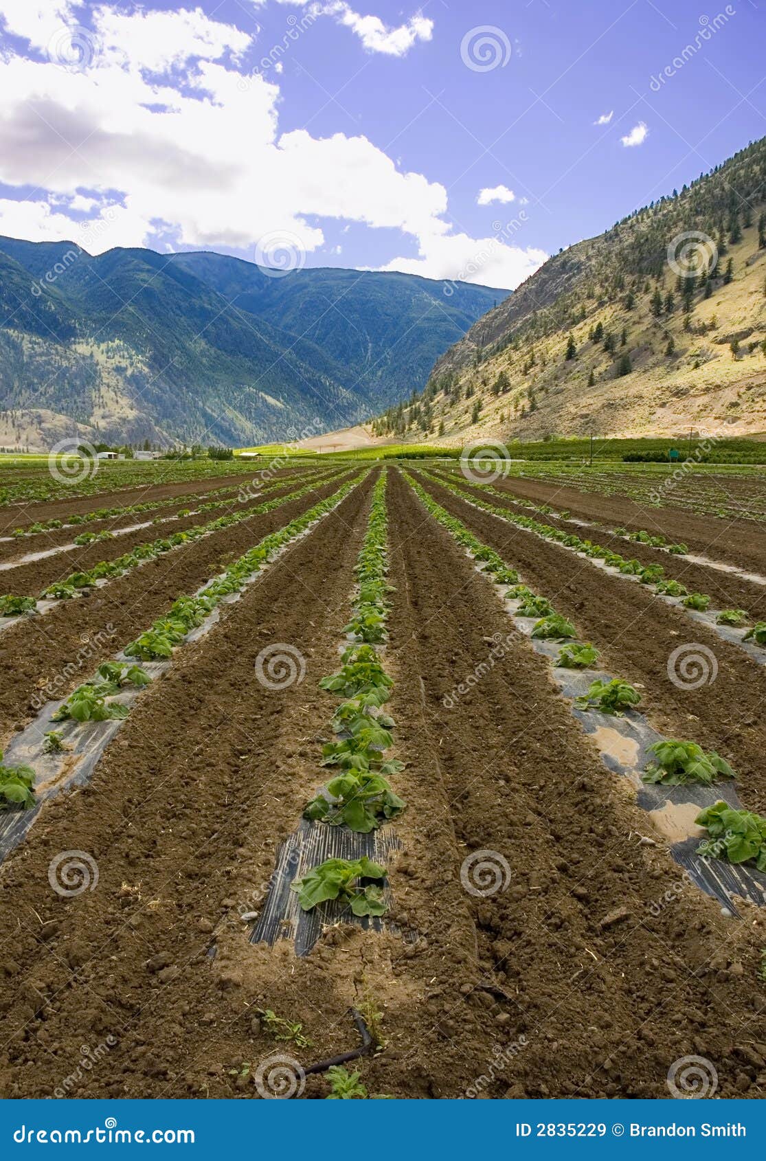 Farm Scene - 4 stock image. Image of mountains, cultivate - 2835229