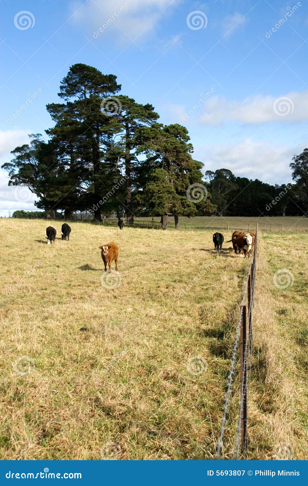 Farm Scene stock image. Image of farming, cattle, pasture - 5693807