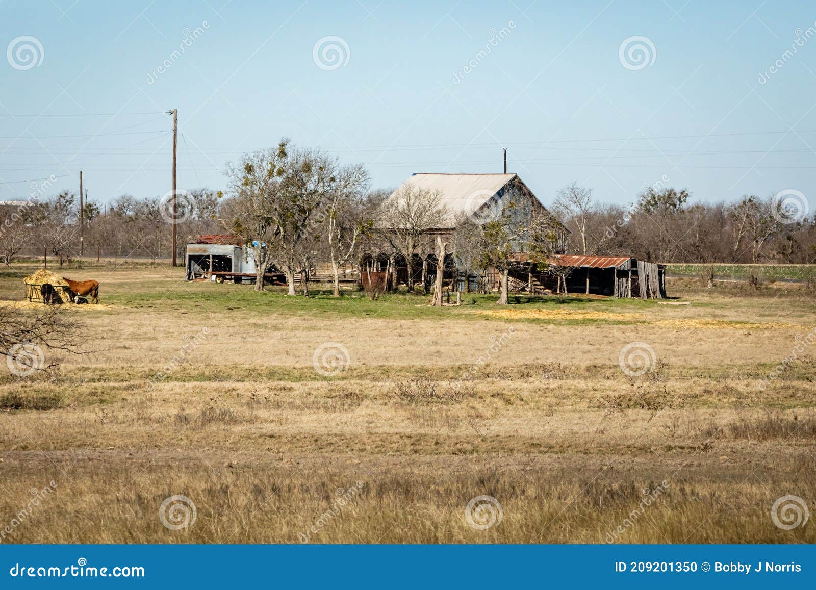 Farm Scene with Rusty Barn and Cows Stock Photo - Image of field ...