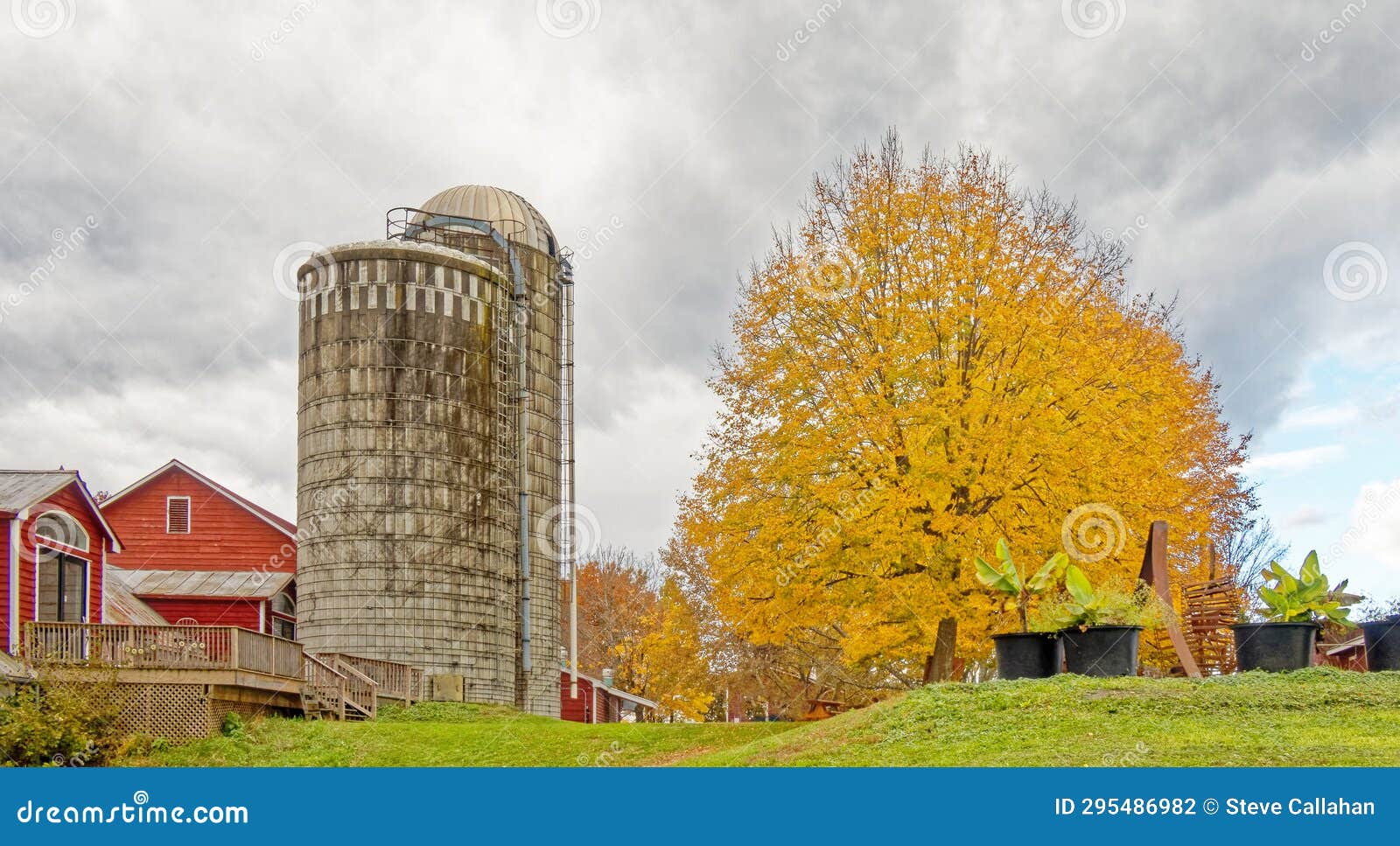 Farm Scene with Two Grain Silos, Barns and Yellow Sugar Maple Tree in ...