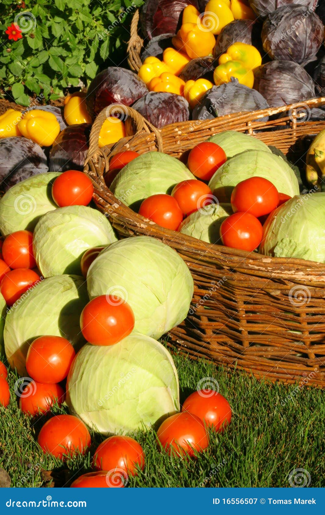 Farm seasonal vegetable stock image. Image of produce - 16556507