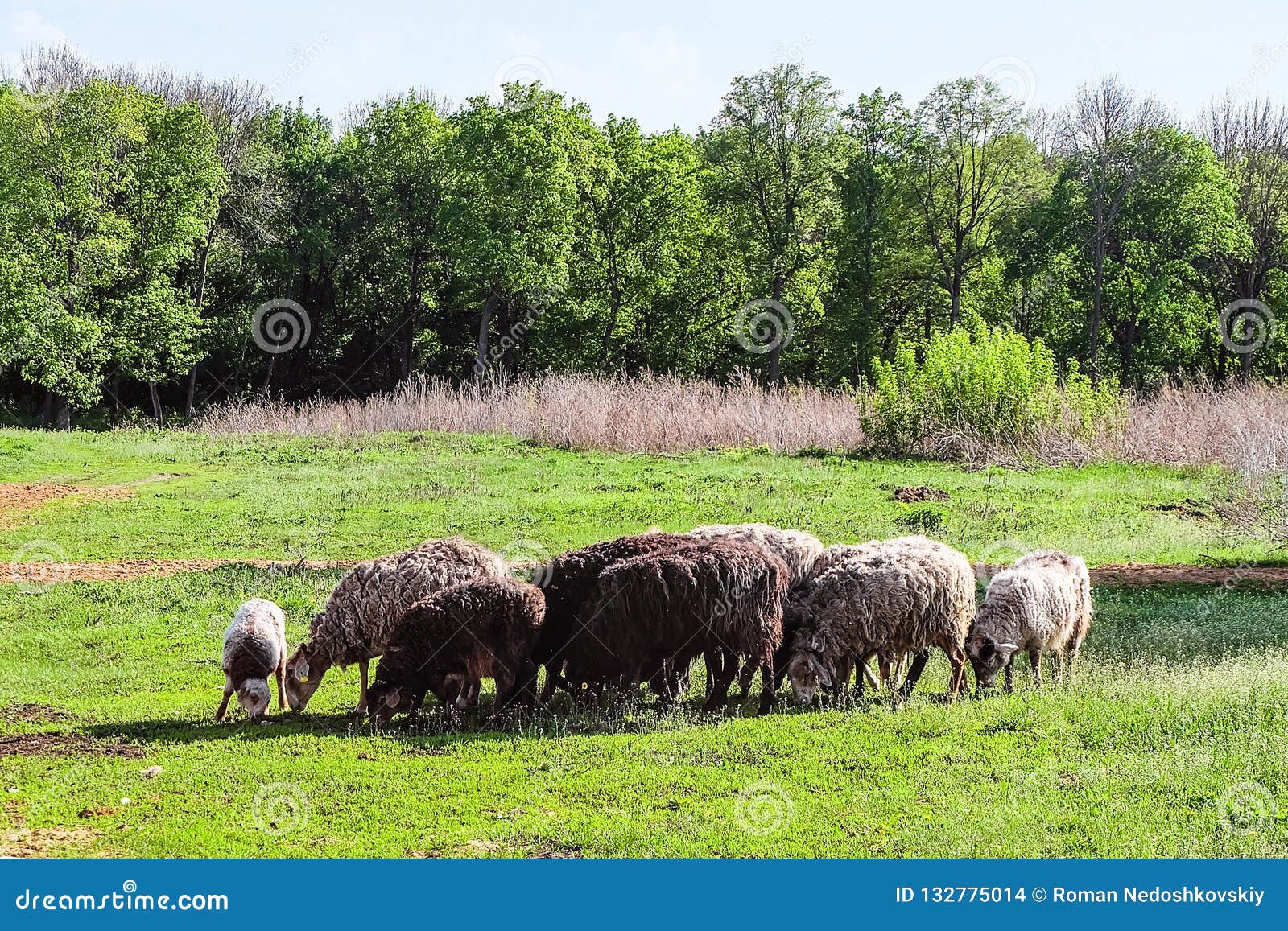 Farm Sheep Graze on the Green Lawn Stock Photo - Image of green, aries ...