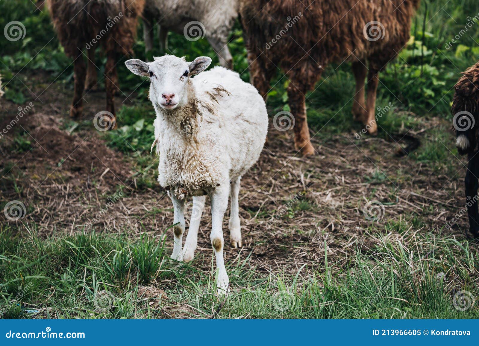 Farm Sheep Lambs in Green Country Fields Stock Image - Image of ...