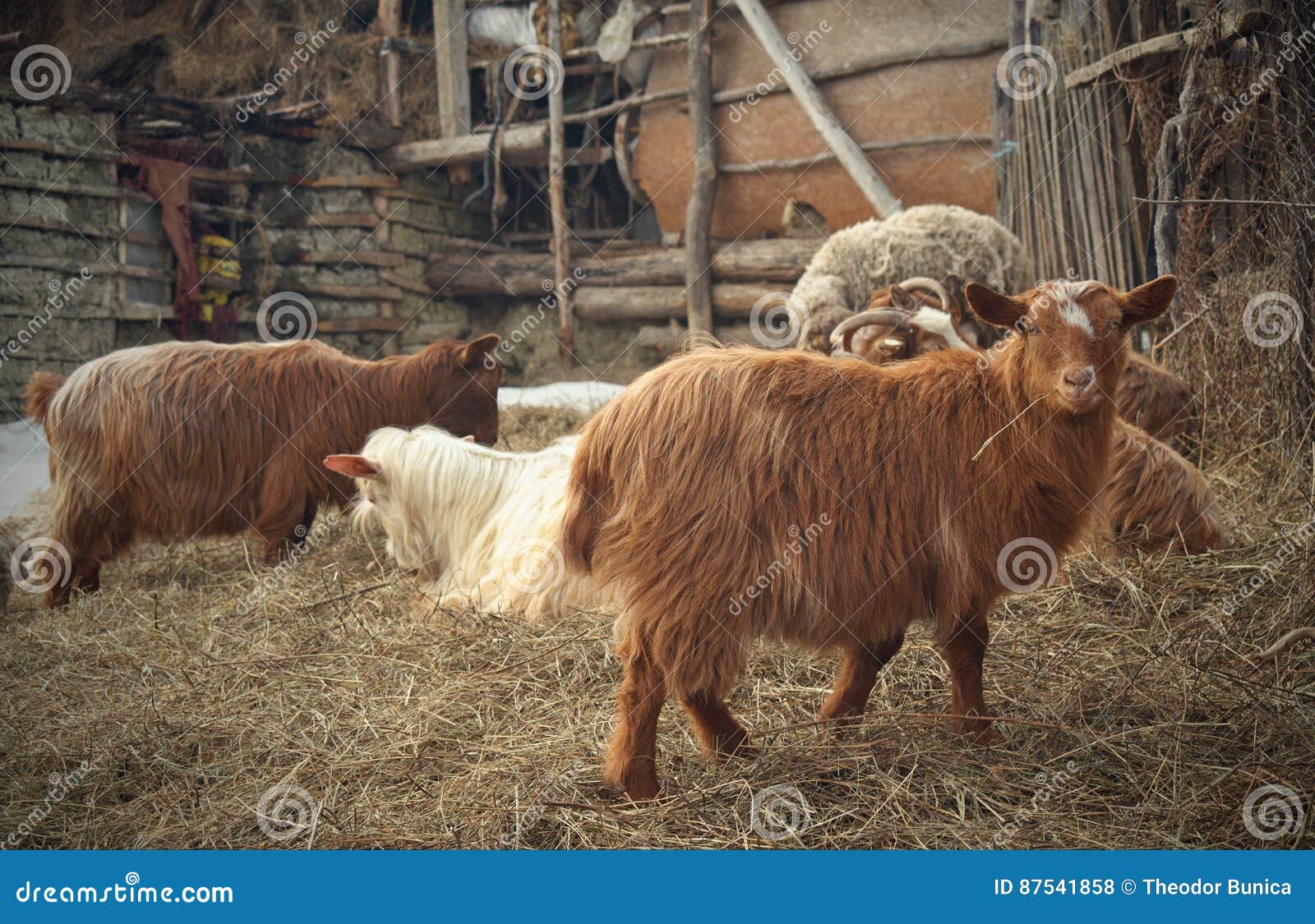Farm. Sheep in sheepfold stock photo. Image of breed - 87541858