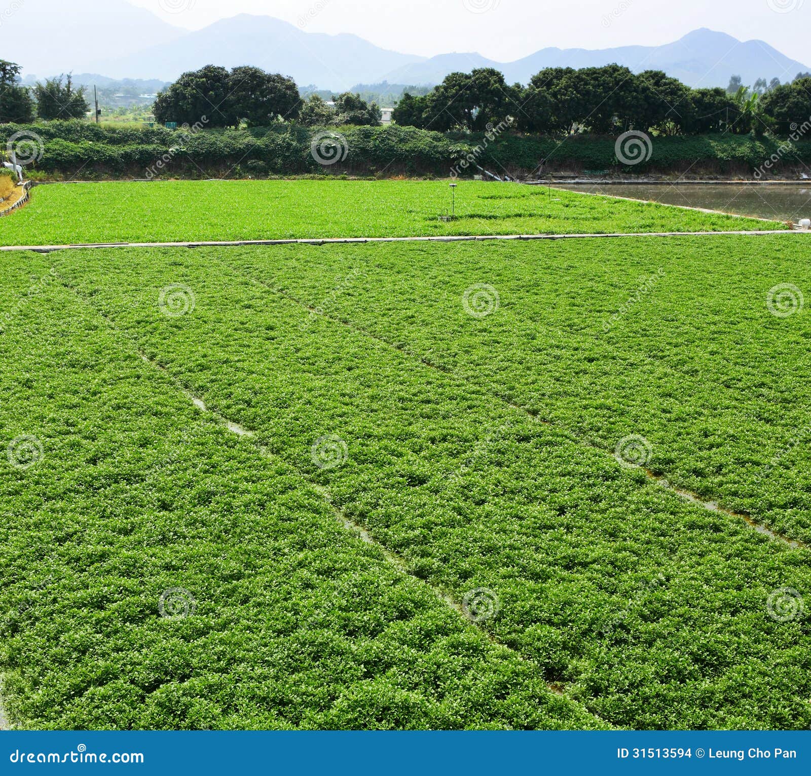 Farm with sky stock photo. Image of jungle, land, lettuce - 31513594